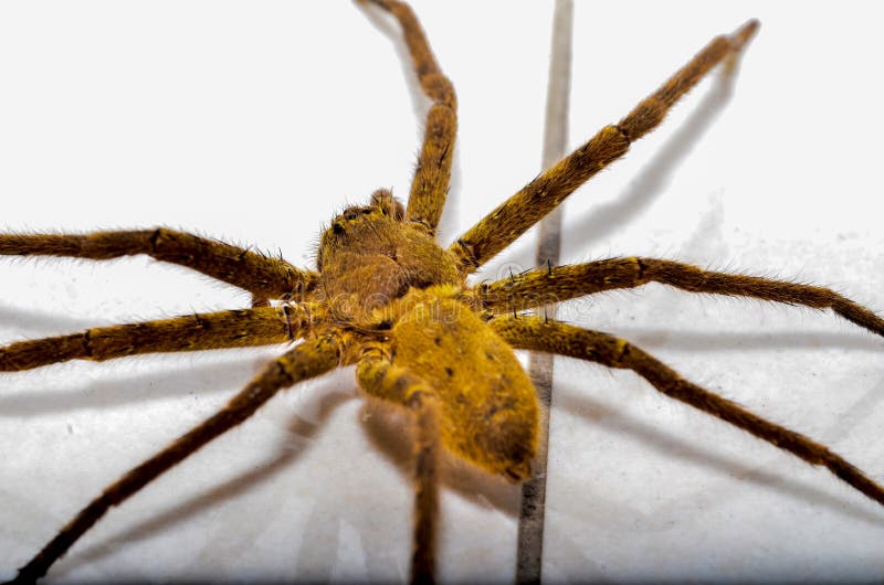 Trochosa Ruricola Wolf Spider Female Stock Photo - Image of ruricola ...