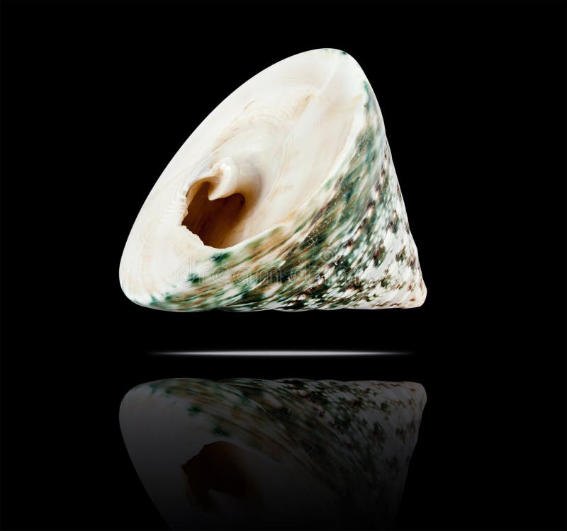 Trochus seashell on beach stock image. Image of nature - 64721349