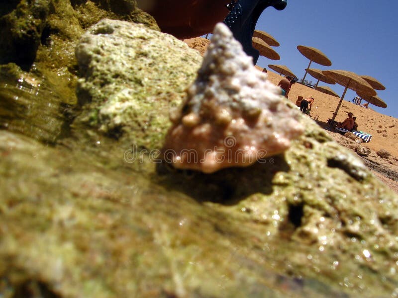 Trochus In Red Sea Picture. Image: 4398737