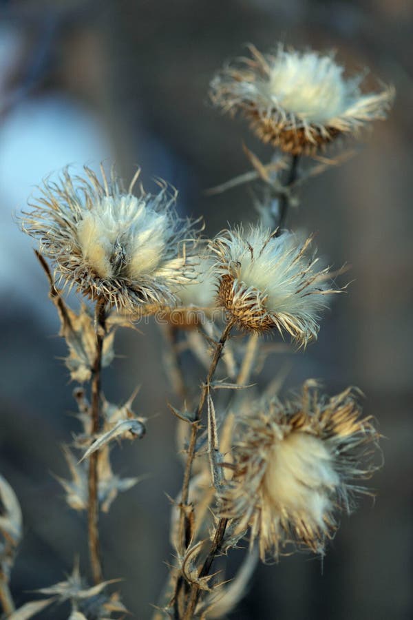 Trockenblumen der Distel stockfoto. Bild von distel, getrocknet - 52196672