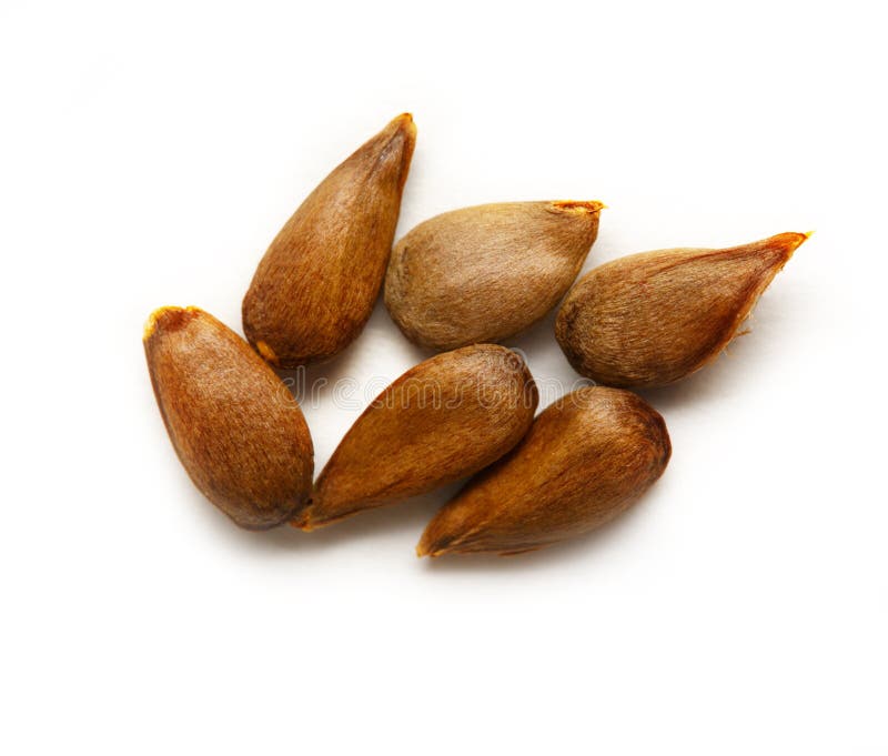 Trockene Apfelkerne stockfoto. Bild von ernten, gewürze - 54135802