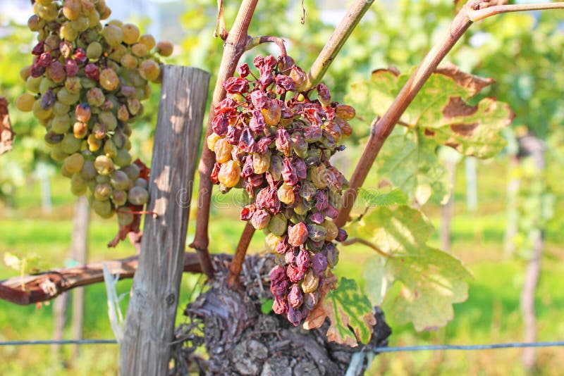 Vintner, Der Trauben Erntet Stockbild - Bild von traube, blätter: 17989339