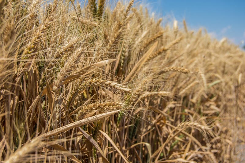 Weizen-Ernte-Heranwachsen stockbild. Bild von land, grün - 94933801