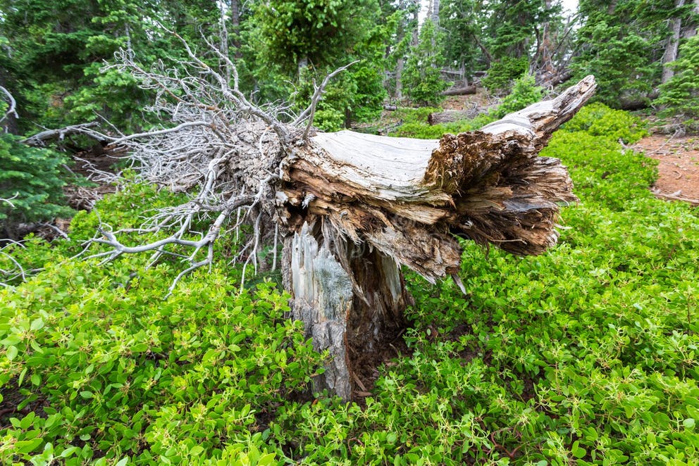 Trockener Baum im Wald stockbild. Bild von stummel, betrieb - 84947391
