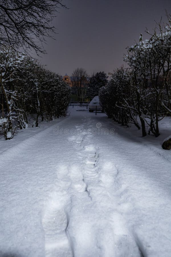 Trodden Path on Fresh White Snow between Hedges at Morning at Winter ...