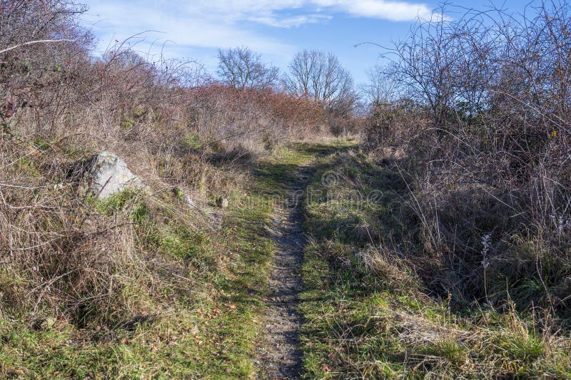Grass Path between Thick Bushes. Sunny Weather Stock Image - Image of ...