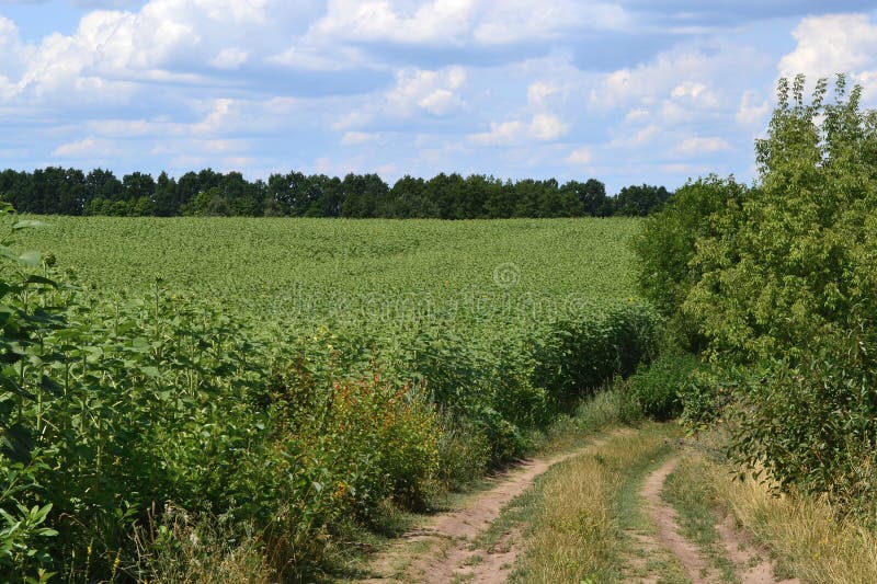 A Trodden Path among Sunflowers Stock Image - Image of beauty, path ...