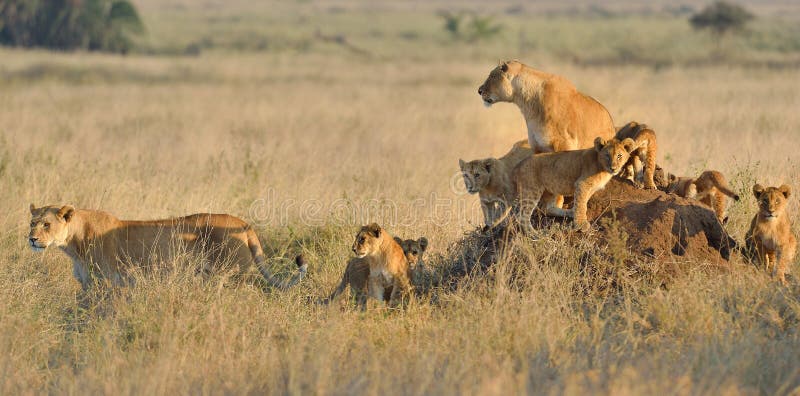 Troep leeuwen stock afbeelding. Image of leeuwen, wijfje - 26754057