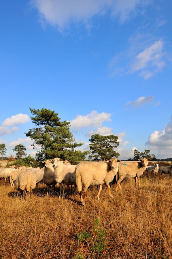 Troep met vele schapen stock foto. Image of openlucht - 7279556