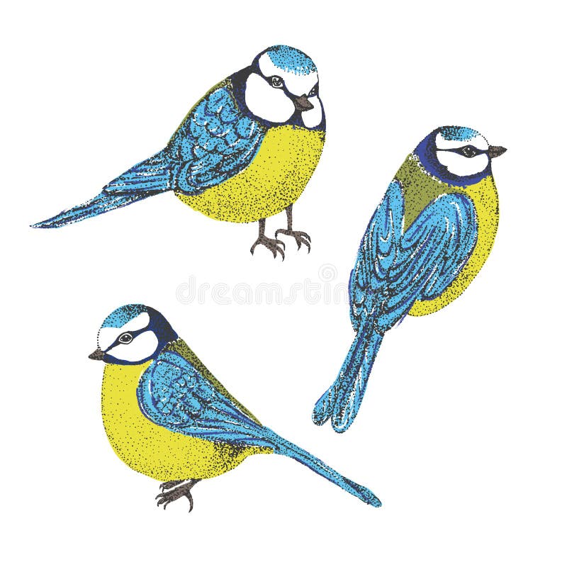 Zwerm Pimpelmezen Op Witte Achtergrond Vector Illustratie ...