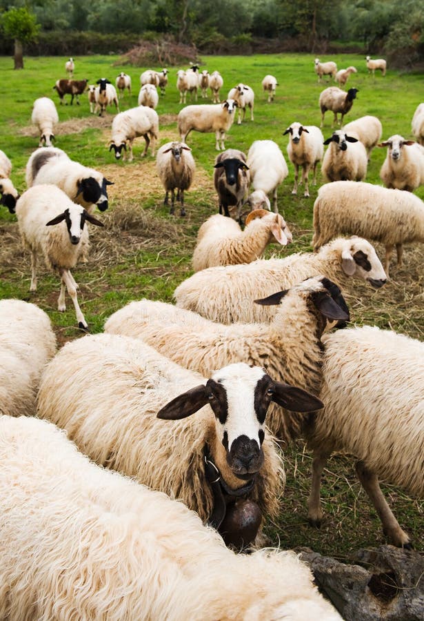 Een Troep Van Geiten En Schapen Stock Afbeelding - Image of moeras ...