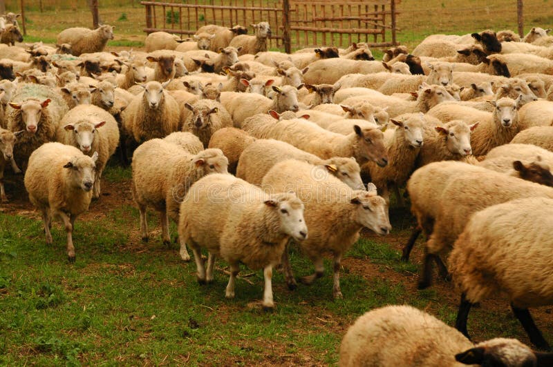 Troep van schapen stock afbeelding. Image of landbouw, veelvoudig - 219407