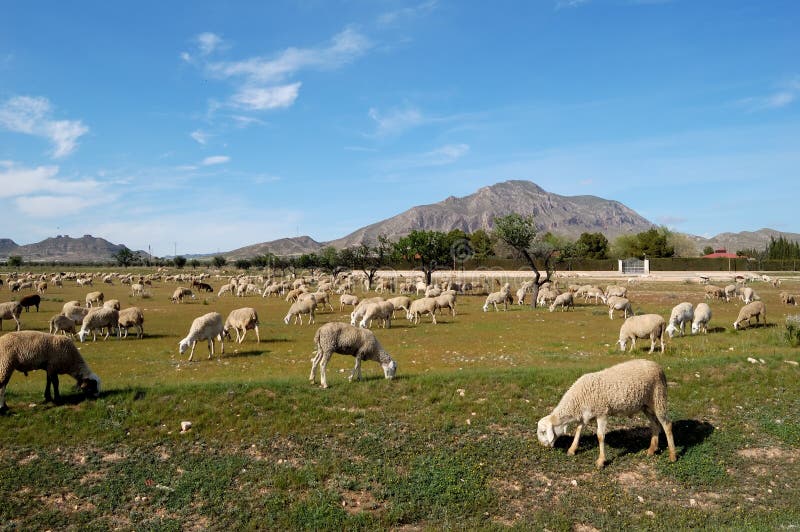 Troep Van Schapen, De Spaanse Landbouw Stock Foto - Image of vacht ...