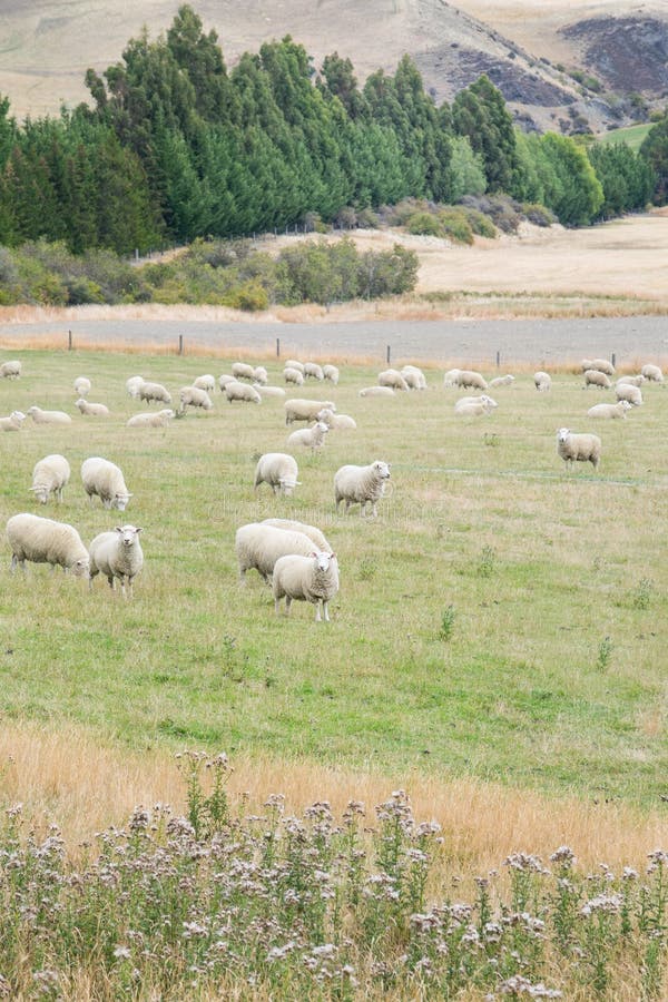 Troep Van Schapen, Nieuw Zeeland Stock Afbeelding - Image of afrikaans ...
