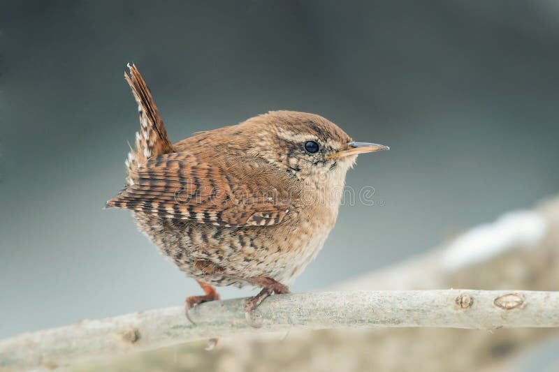 Trogloditas De Wren Troglodytes Foto de Stock - Imagem de plumagem ... Trogloditas De Wren Troglodytes Foto de Stock - Imagem de plumagem ...