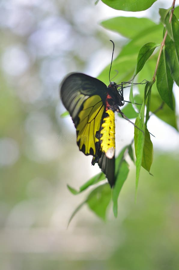 Troides Aeacus Thomsoni Bates Stock Photos - Free & Royalty-Free Stock ...