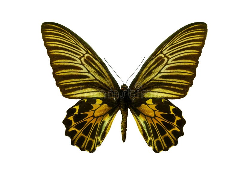 Helena Neoris Stock Photos - Free & Royalty-Free Stock Photos from ...