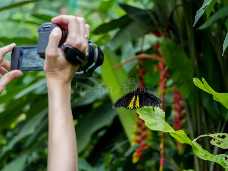 Troides Minos or Southern Birdwing Stock Image - Image of beautiful ...