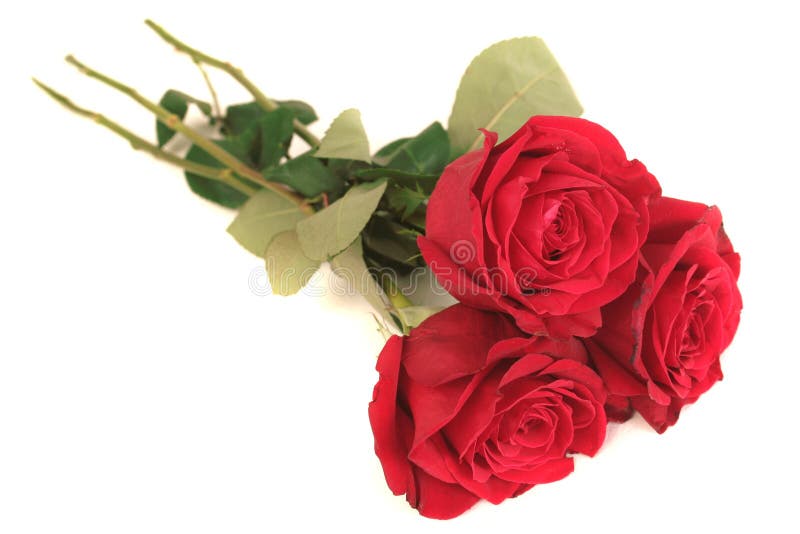 Trois belles roses rouges photo stock. Image du rouge - 3844400