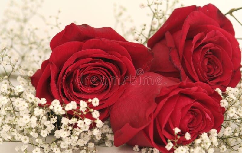Trois belles roses rouges photo stock. Image du rouge - 3844400