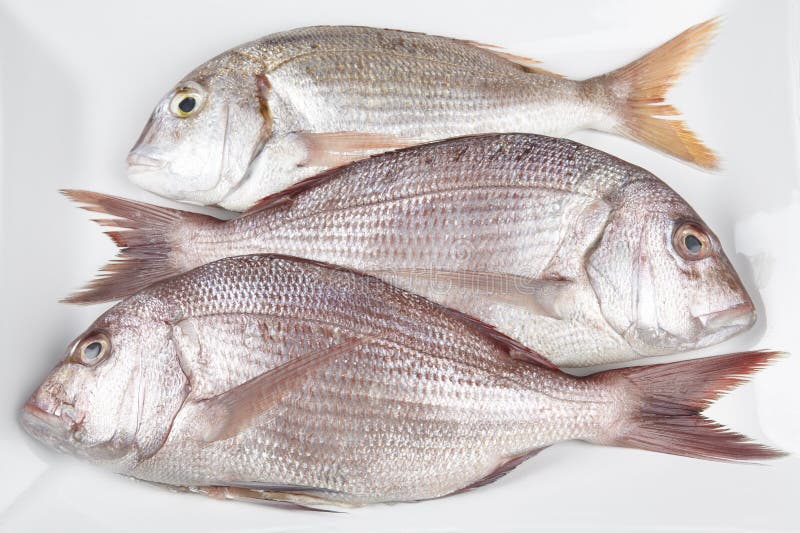 Daurade rouge photo stock. Image du pagre, ailette, nutrition - 37998696