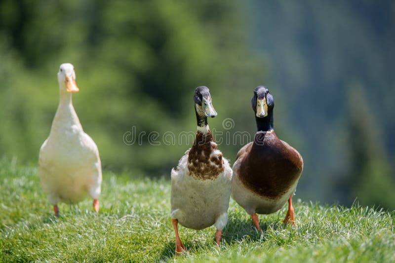 Paires De Support De Canards De Mallard Photo stock - Image du support ...