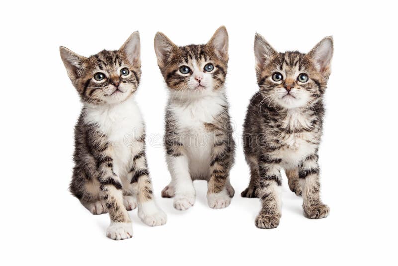 Trois Chatons Au-dessus De Blanc Photo stock - Image du chatons, animal ...