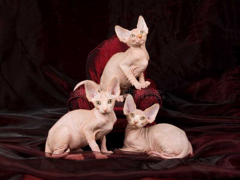 Chaton Mignon De Sphynx Dans Le Cadre De Cadeau Rose Photo stock ...