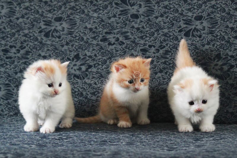 Trois chatons image stock. Image du observé, cuddly, mignon - 2405699