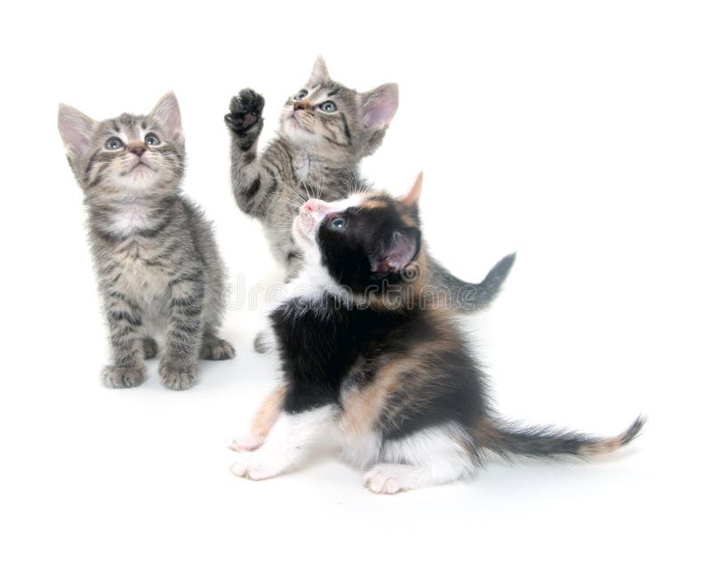 Trois chatons sur le blanc photo stock. Image du chaton - 23017898