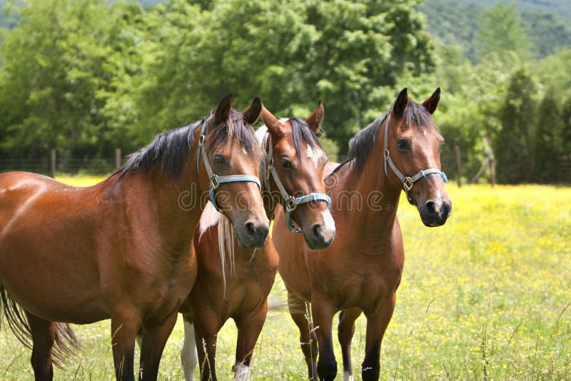 Trois chevaux image stock. Image du ciel, zone, animal - 11834017