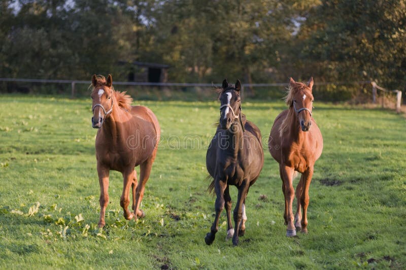 Trois chevaux bruns photo stock. Image of été, pré, ongulé - 11625340