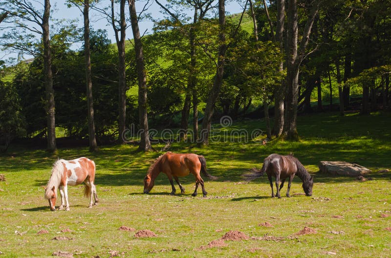 Trois Chevaux De Pottok Frôlant Dans La Forêt Photo stock - Image du ...