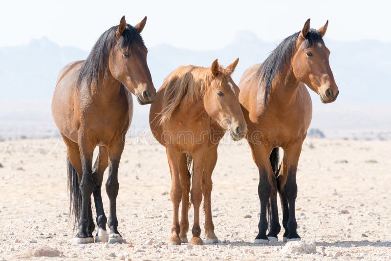 Chevaux Sauvages Iconiques En Parc National De Kosciuszko, NSW ...