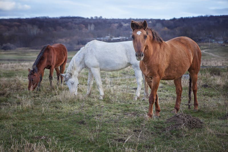 Trois Chevaux Sur La Rive Du Fleuve Photo stock - Image du liberté ...