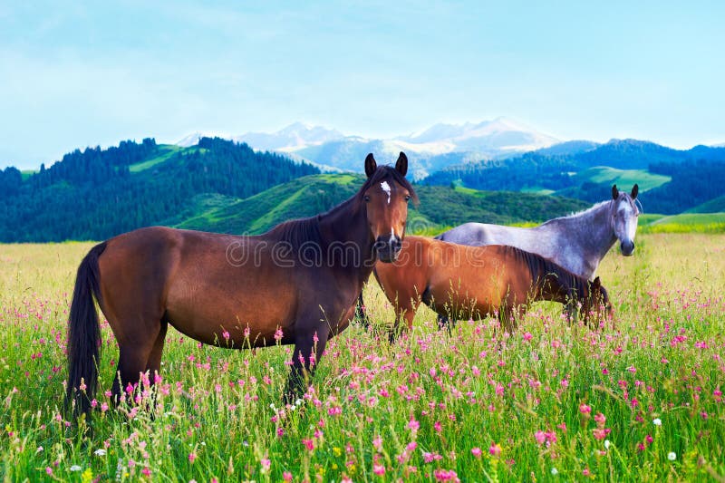 Galop De Trois Chevaux D'oseille - D'isolement Sur Le Blanc Image stock ...