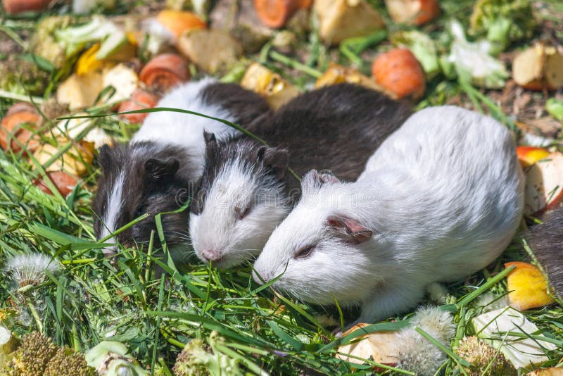 Trois Cobayes Sur L'herbe Verte Image stock - Image du mignon, fleur ...