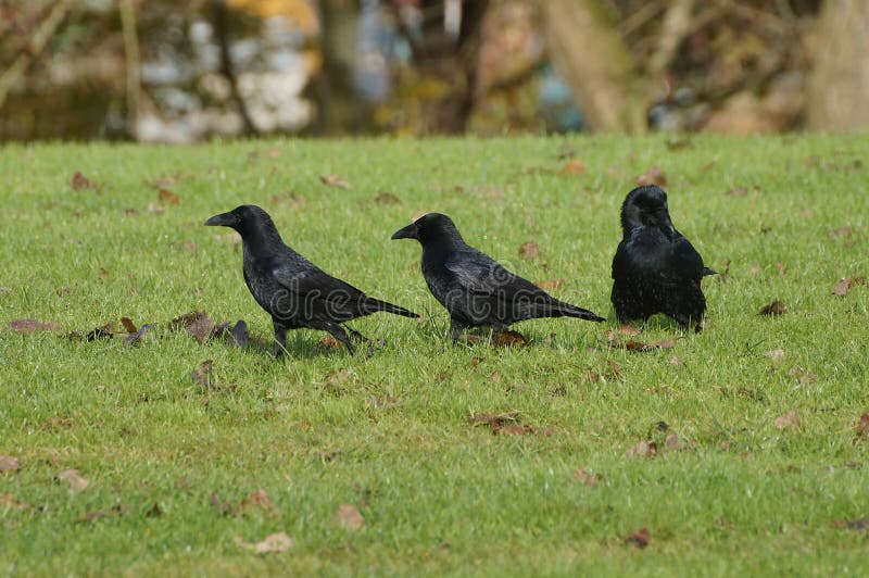 Trois corbeaux image stock. Image du corbeaux, trois - 7476169