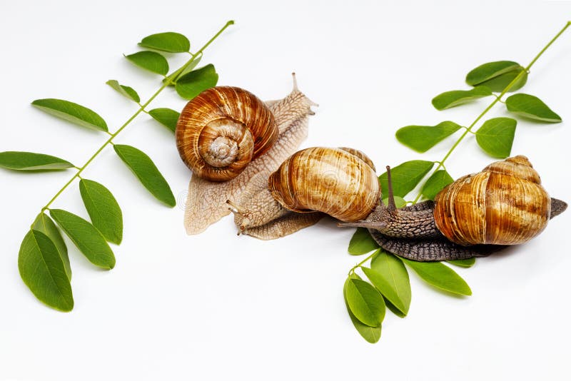 Trois Escargots De Jardin Photos libres de droits et gratuites de ...