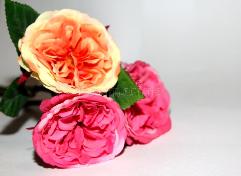 Trois fleurs d'amour image stock. Image du vase, orange - 49716343