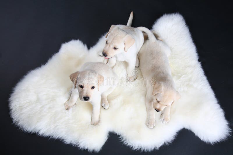 Trois petit chiot Labrador image stock. Image du trois - 20111197