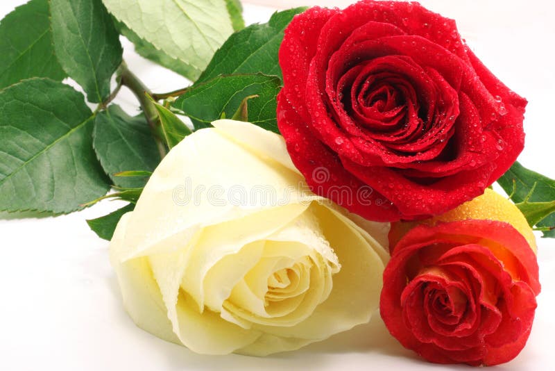Trois Roses Rouges Sur Le Premier Bord Photo stock - Image du bord ...