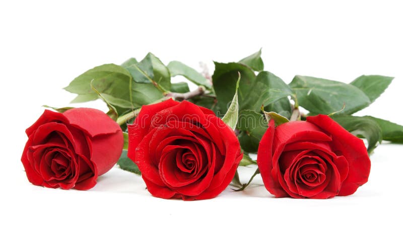 Trois Roses Rouges Sur Le Fond Blanc Avec L'espace De Copie Image stock ...