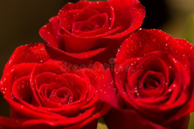 Trois roses rouges photo stock. Image du présent, lames - 1592442