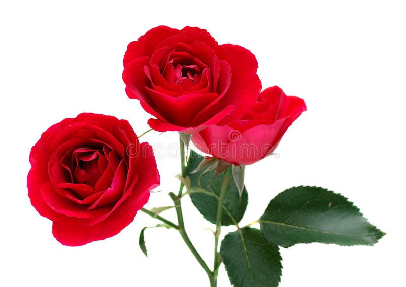 Trois Roses Blanches D'isolement Photo stock - Image du pétale, roman ...