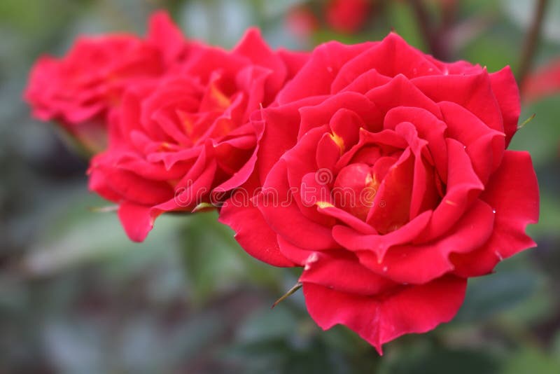 2,814 Trois Roses Rouges Photos libres de droits et gratuites de Dreamstime