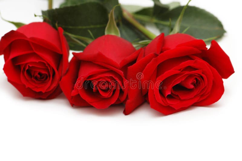 Trois Roses Rouges D'isolement Sur Le Blanc Photo stock - Image du ...