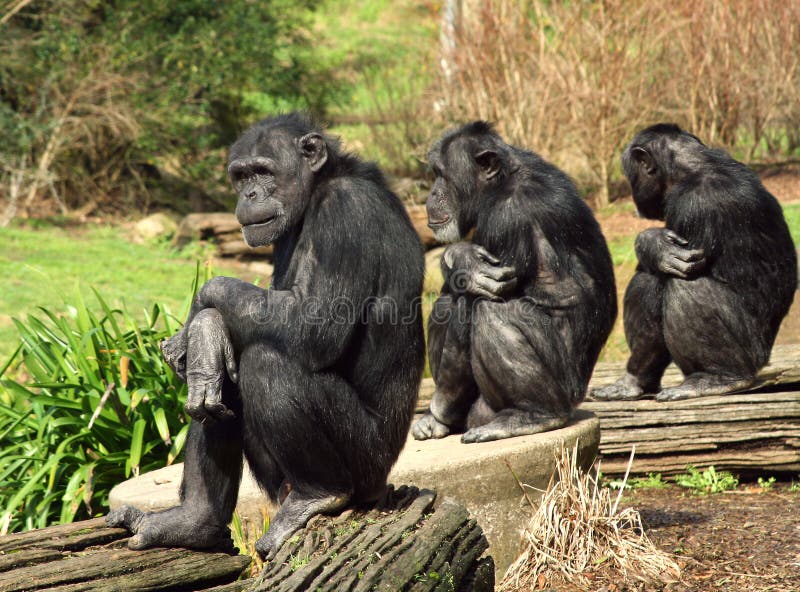 Trois singes sages image stock. Image du réfléchir, penser - 6514719