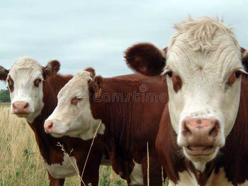 Trois Vaches (rouge, Blanc Et Noir) Marchant Le Long D'une Rive Image ...