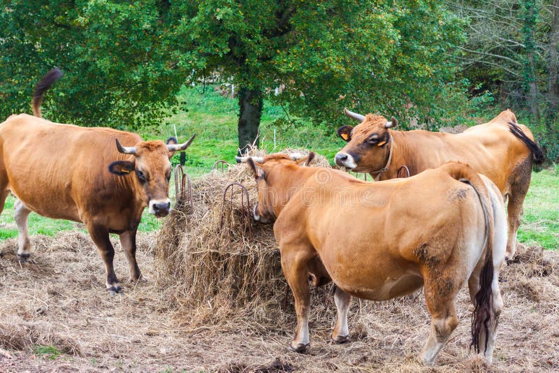 Trois Vaches Blanches Mangeant Le Foin Photo stock - Image du animaux ...
